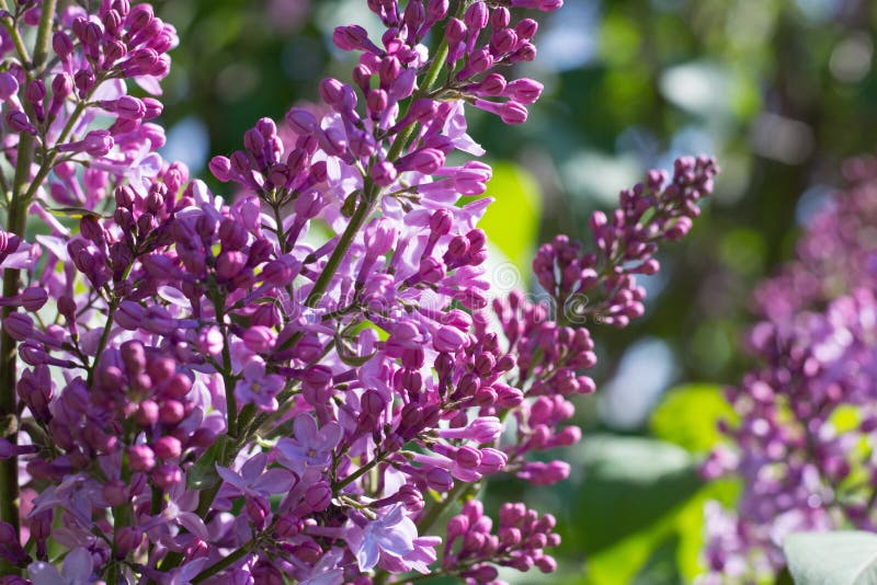 Syringa Flowers stock image. Image of common, isolated - 92045491