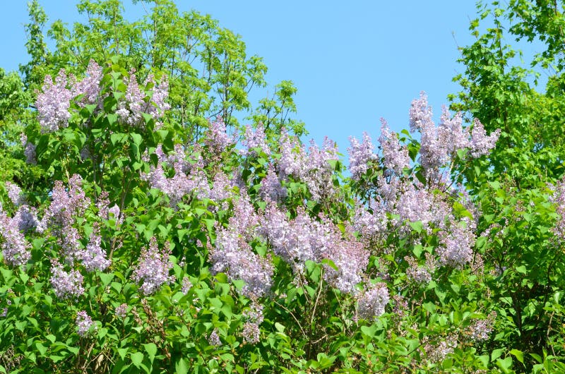 Syringa - planta de lilac foto de archivo. Imagen de primavera - 173124786