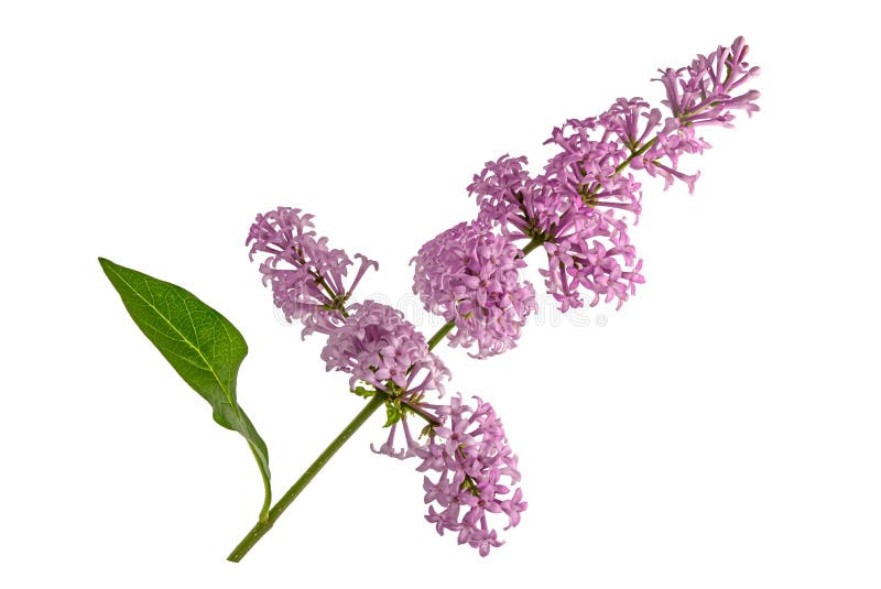 Reflexa Tree Stock Photos - Download 63 Royalty Free Photos