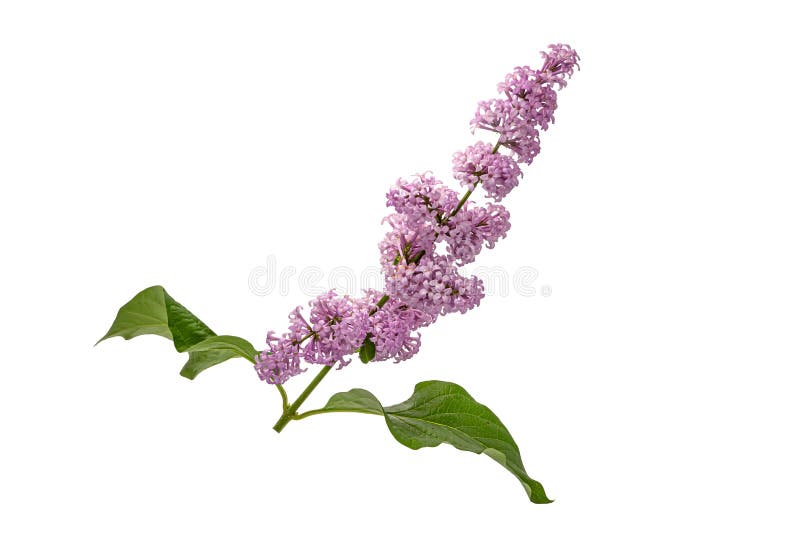 Syringa Reflexa Photos - Free & Royalty-Free Stock Photos from Dreamstime