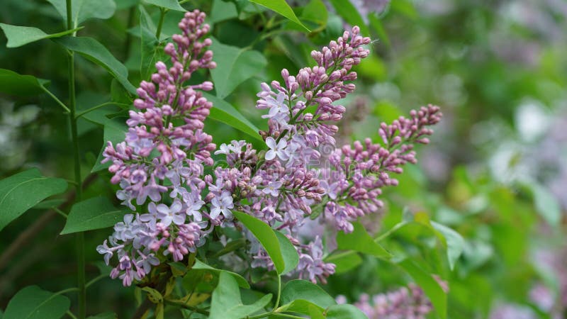 Syringa. stock image. Image of season, nature, natural - 115160365