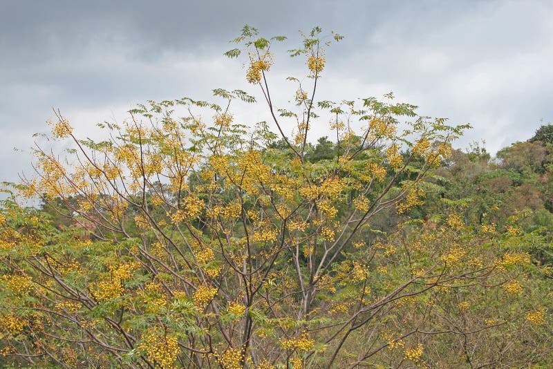 Syringa tree in full seed stock image. Image of foliage - 101867105