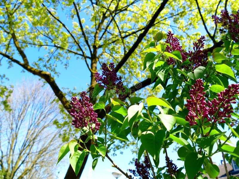 Syringa Vulgaris Buds Ready To Bloom Soon Stock Image - Image of ...