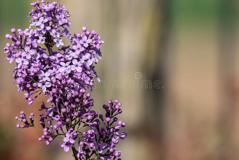 Syringa Vulgaris or Common Lilac in the Garden Design Stock Photo ...