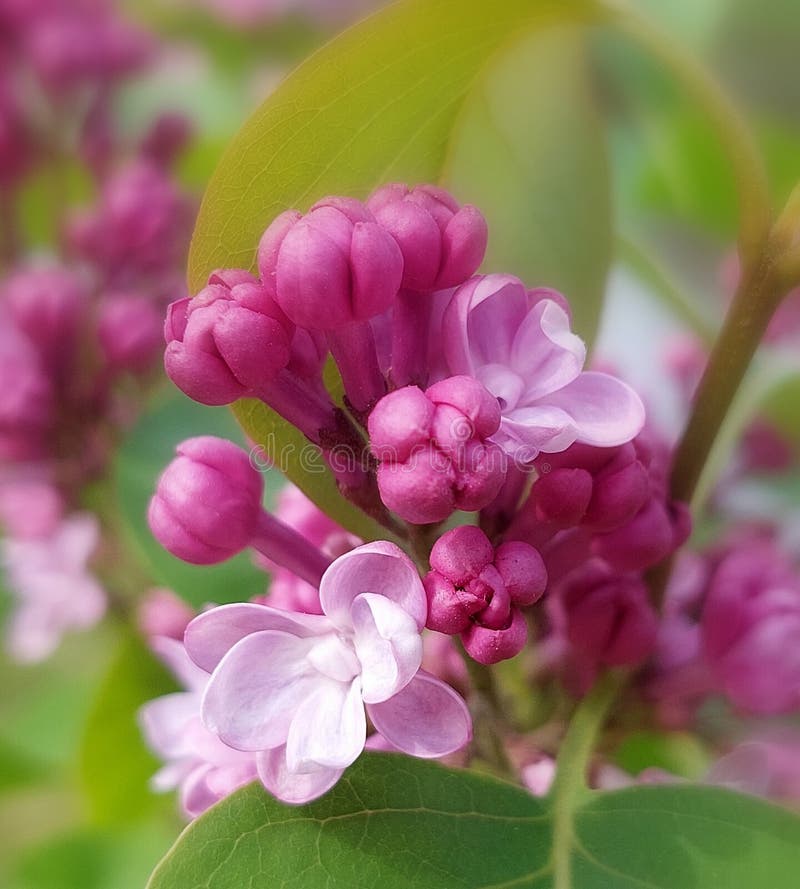Syringa vulgaris stock photo. Image of lithuania, syringa - 270459436