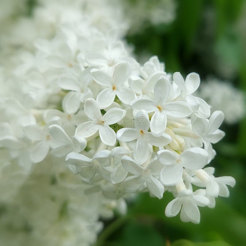 Common lilac stock image. Image of lilac, lilacs, ornamental - 279008883