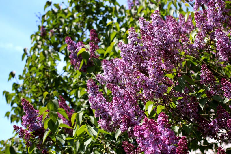 Common Lilac, Syringa Vulgaris Stock Image - Image of common, blooming ...