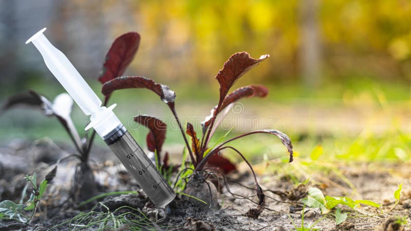 Syringe with Gray Liquid Inserted with Beets Growing on the Garden Bed ...