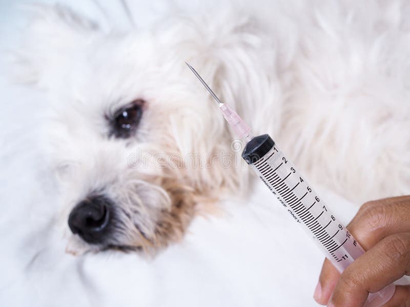 Syringe Needle Hypodermic Injection of Sick Dog Stock Photo - Image of ...
