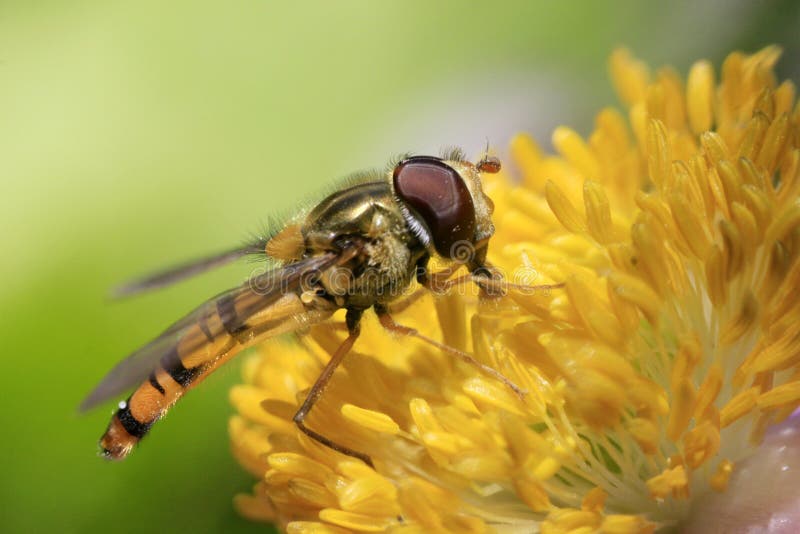 Syrphidae stock photo. Image of summer, beautiful, wildlife - 29256712