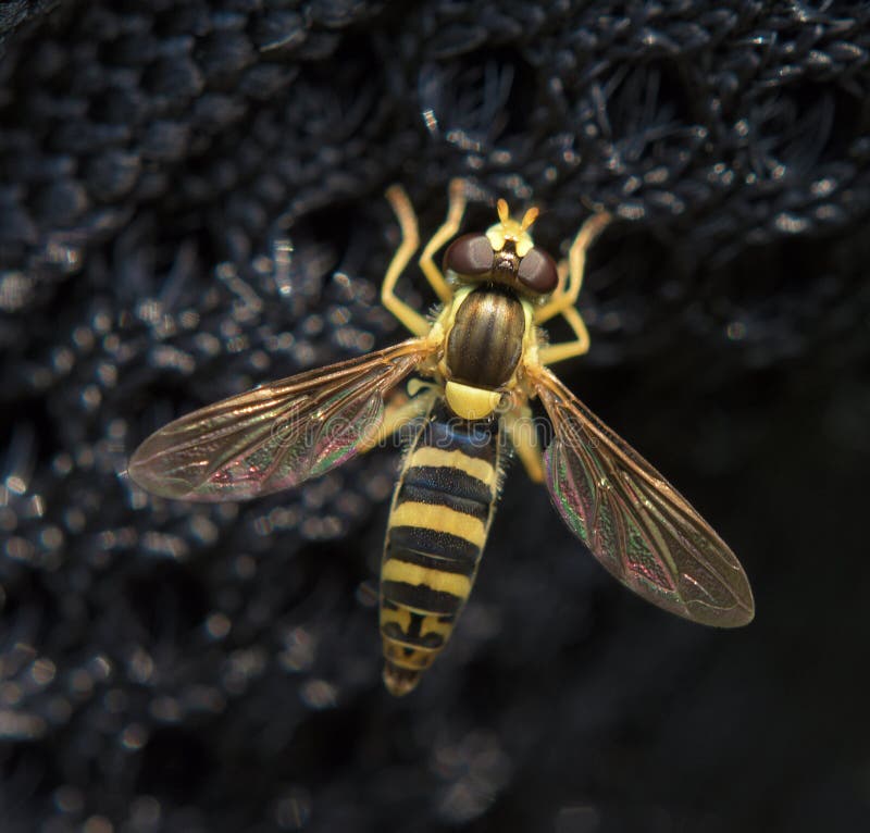 Syrphidae Fly on Black Wall Stock Photo - Image of hoverfly, plant ...