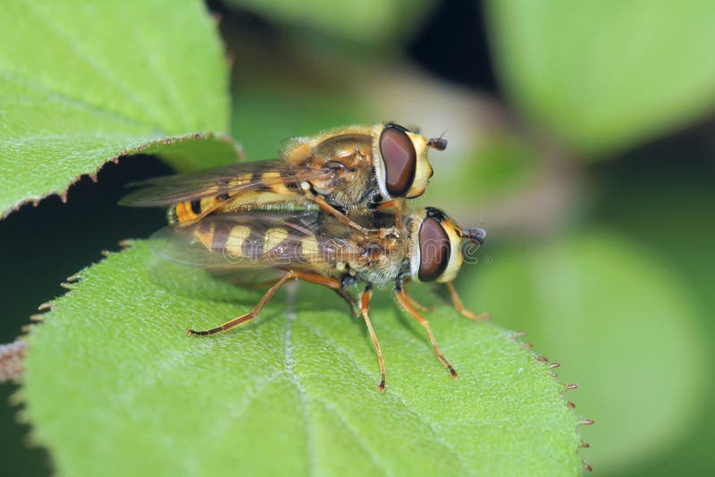 Syrphus fly stock photo. Image of syrphidae, wild, volitation - 16586722