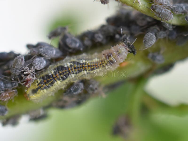Syrphus Hoverfly Larva Eating Aphids Stock Image - Image of syrphidae ...