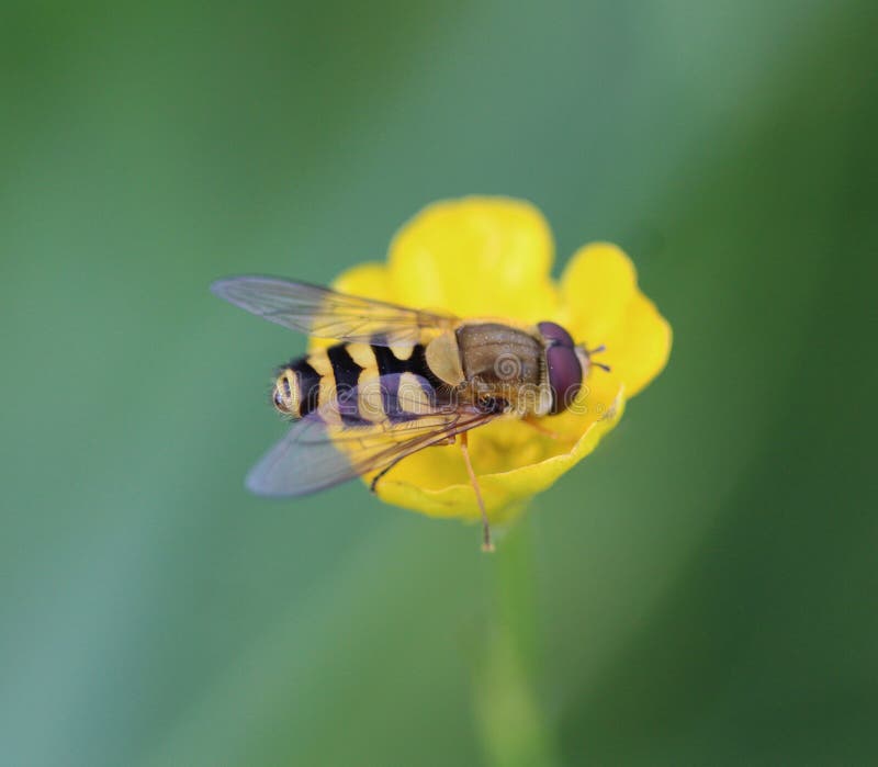 Syrphus ribesii stock photo. Image of hoverfly, horizontal - 94312736