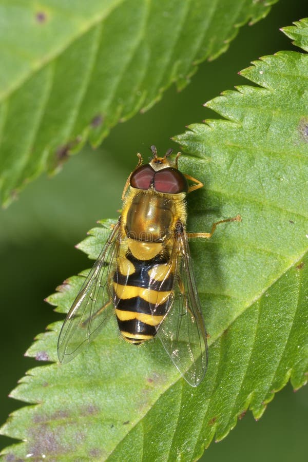 Syrphus torvus stock photo. Image of season, torvus, plant - 10937930