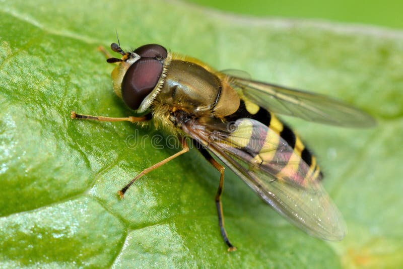 Gestreifte Fliege Syrphidae - Nektar Von Der Pfingstrose Im Garten ...