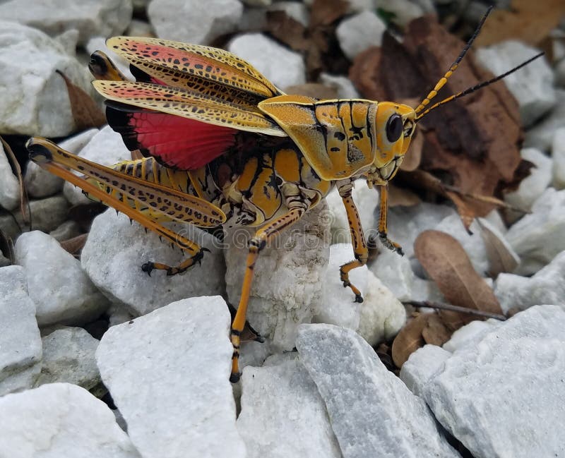Syrsa Stock Foton , bilder och fotografi - Ladda ner 17,258 foton