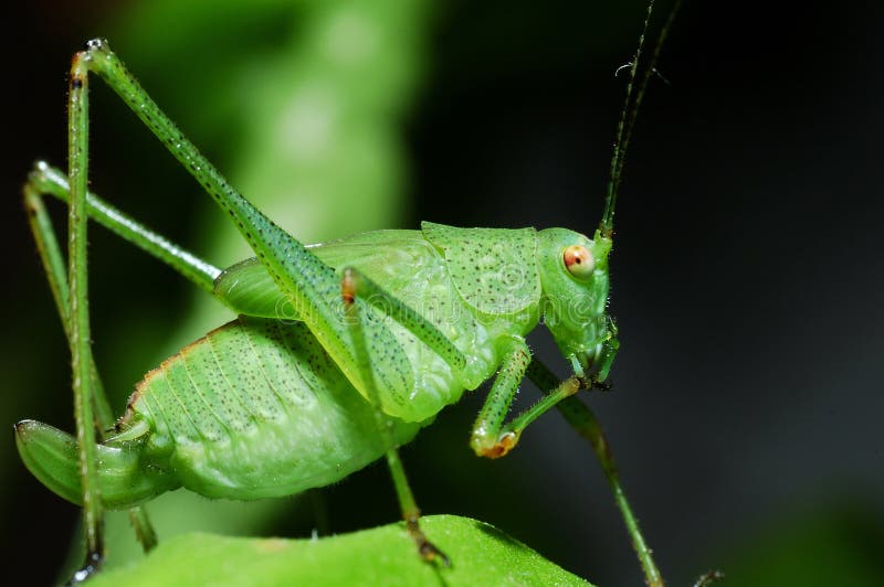 Gräshoppa fotografering för bildbyråer. Bild av detaljer - 242493