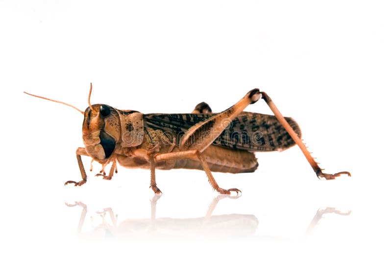 Syrsa fotografering för bildbyråer. Bild av makro, skövling - 14800051