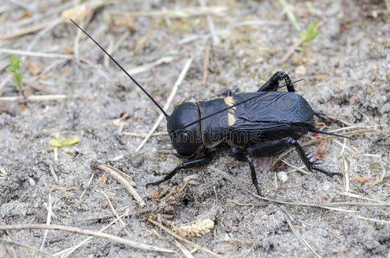 Syrsa fotografering för bildbyråer. Bild av utomhus, makro - 41095819