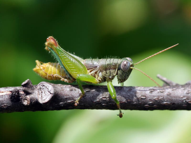 Bönsyrsa arkivfoto. Bild av grön, stänga, livstid, jakt - 20643642