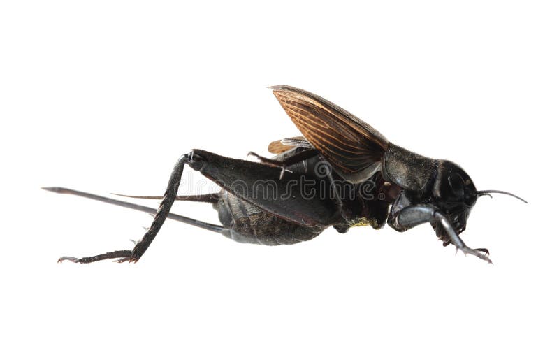 Syrsadark arkivfoto. Bild av buske, löv, växt, stängning - 11046498