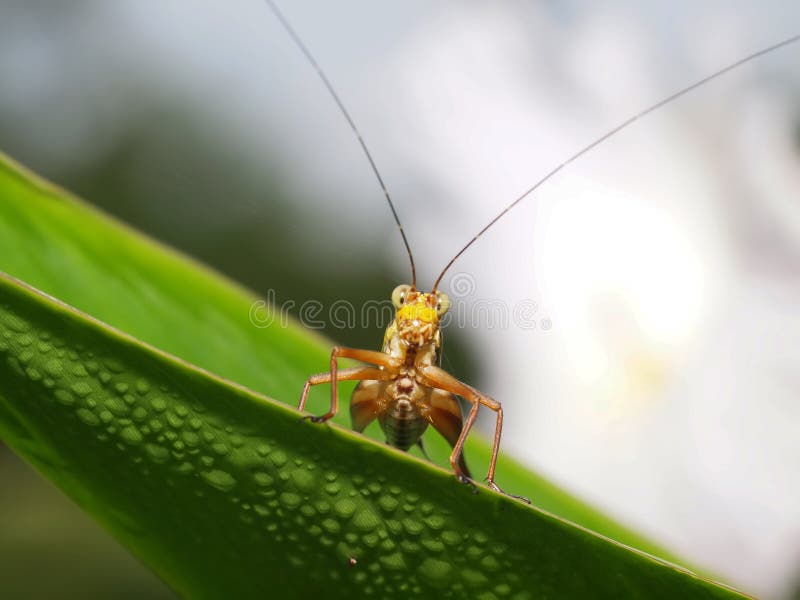 Syrsa - Closeup fotografering för bildbyråer. Bild av tiny - 26297327