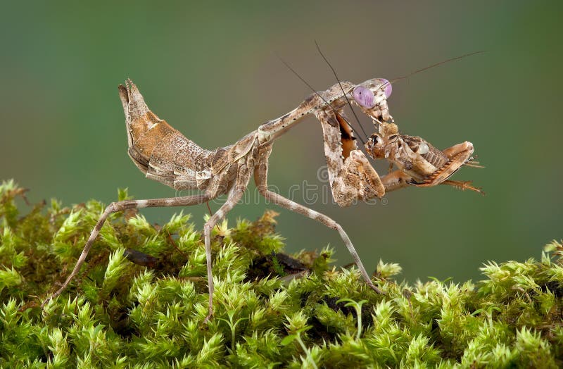 Syrsa som äter bönsyrsa arkivfoto. Bild av kryp, syrsa - 24444752