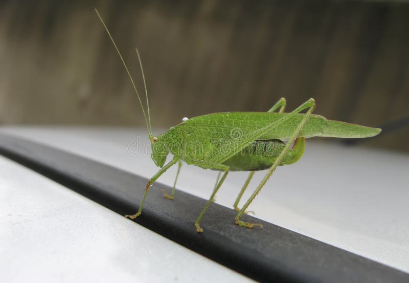 Grön syrsa arkivfoto. Bild av vildmark, angus, bifokal - 32961092