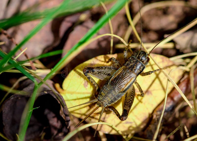 1,974 Syrsor Foton - Gratis och royaltyfria stockfoton från Dreamstime