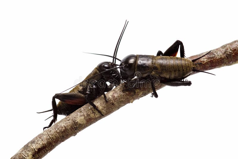 2,309 Syrsor Stock Photos - Free & Royalty-Free Stock Foton från Dreamstime