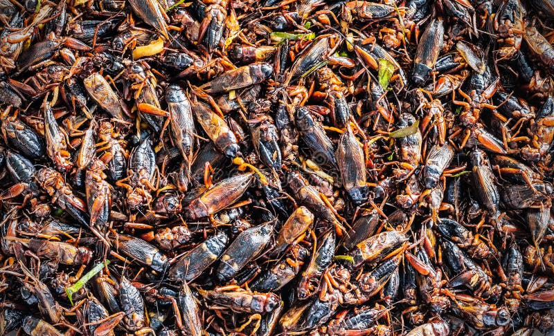 Syrsor Stock Foton , bilder och fotografi - Ladda ner 1,253 foton