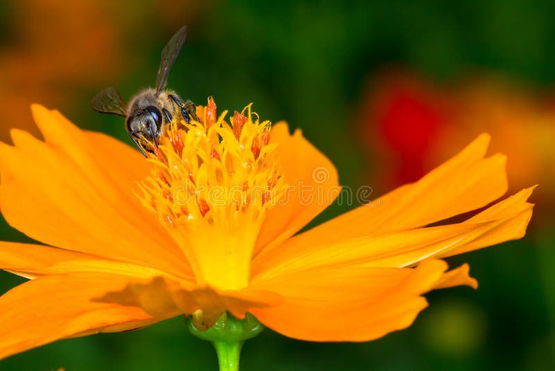 Syrup drinker stock image. Image of green, cosmos, blossom - 59823865