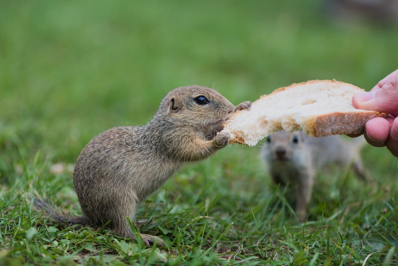 Sysel - Adorable Animal. Concept of Connection with Nature Stock Photo ...