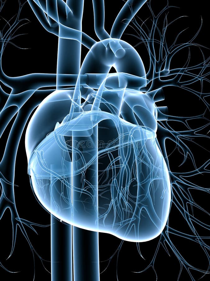 Système cardio-vasculaire illustration stock. Illustration du humain ...