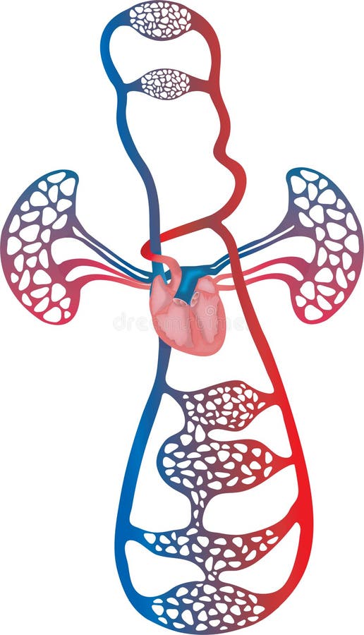 Système circulatoire illustration stock. Illustration du flux - 1028482