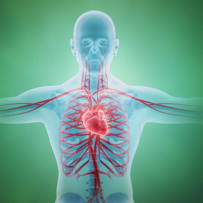 Le Diagramme D'illustration De Vecteur D'appareil Circulatoire Humain ...