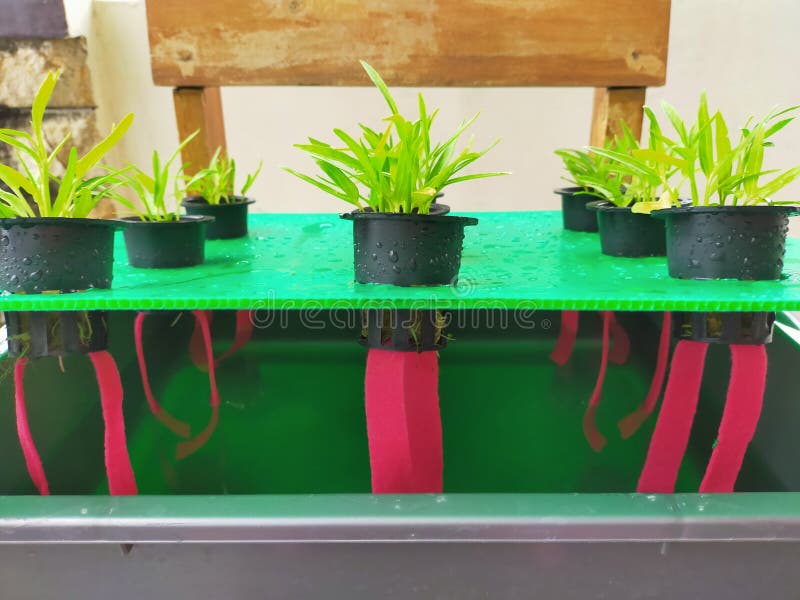 Système De Mèche Hydroponique Photo stock - Image du lame, centrale ...