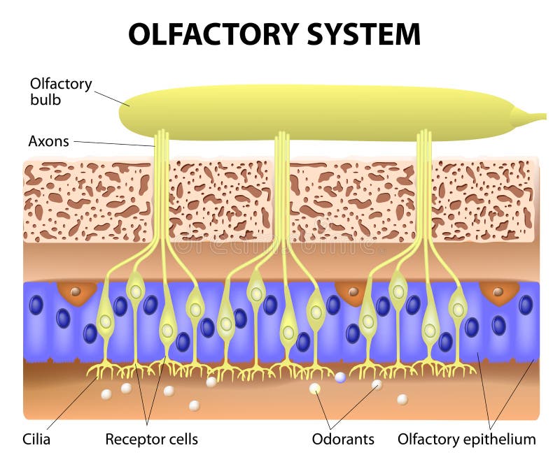 Organe Olfactif D'ampoule D'odeur/de Cellules Nerveuses Dans Le Nez ...