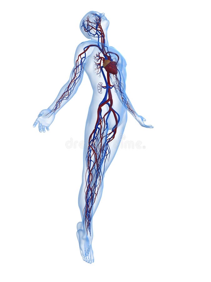 Système vasculaire humain illustration stock. Illustration du homme ...