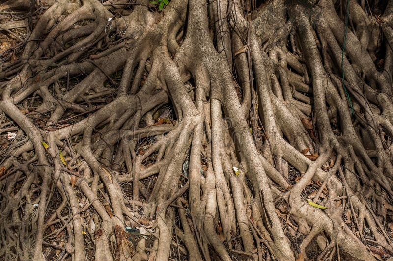System of big tree root stock image. Image of grunge - 44173549