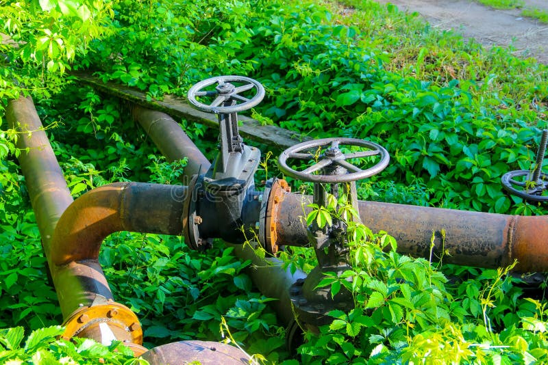 System of the Control Valves on the Pipes Overgrown with Green Plants ...
