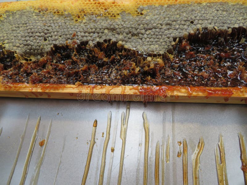 System of Processing of Honey Practically Artisan and of Very Good ...
