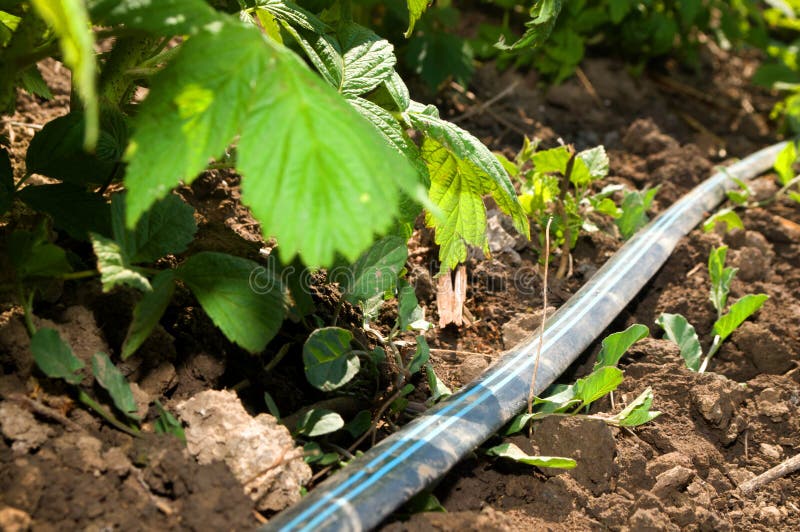 The System for Watering Applied in Raspberry Stock Photo - Image of ...