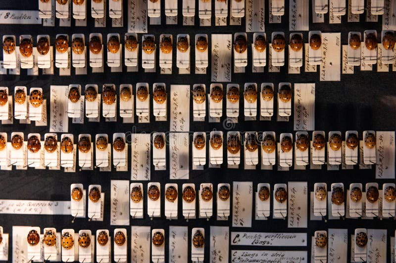 Systematic Display of Pinned Ladybugs with Labels Stock Photo - Image ...