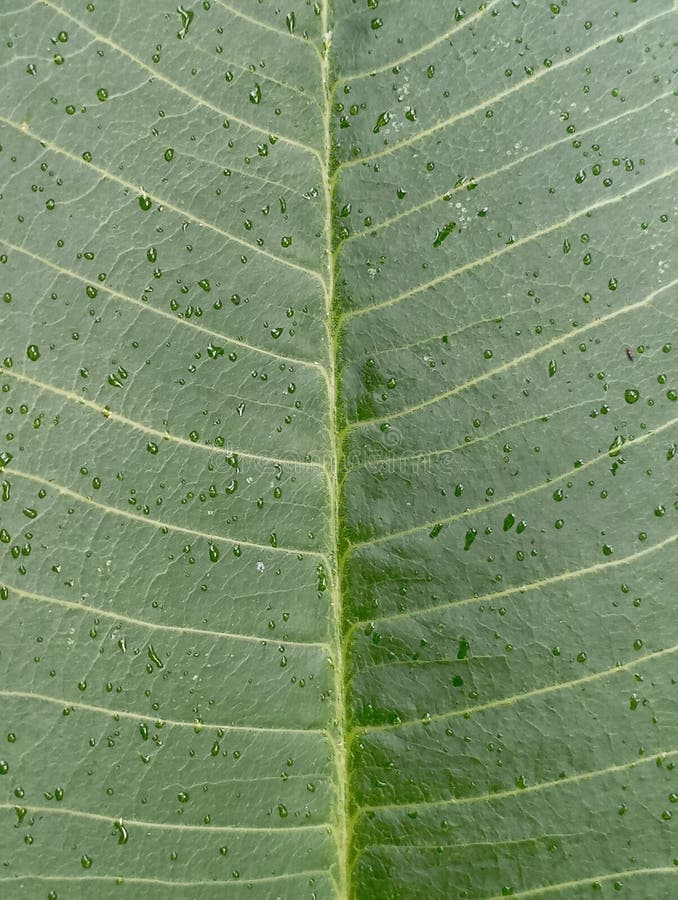 Recognizable Leaf Bone Stock Photos - Free & Royalty-Free Stock Photos ...