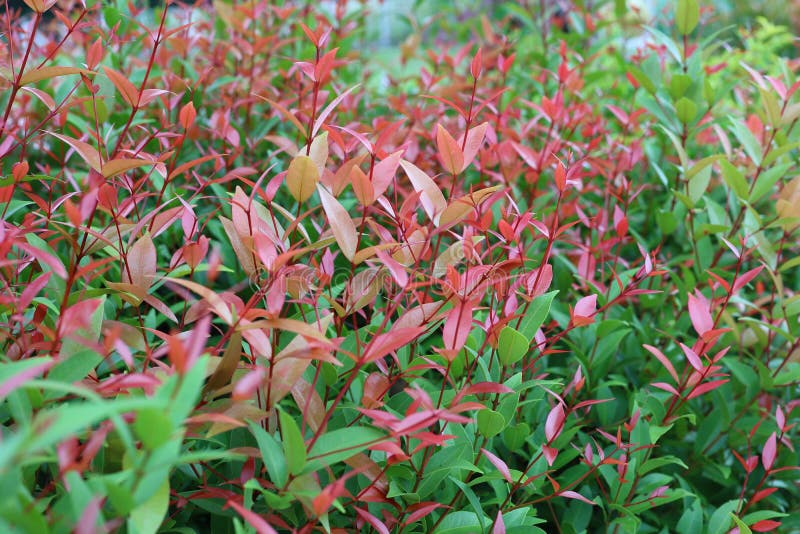Syzygium Australe or Christina Tree Medium-sized Shrub, Young Branches ...