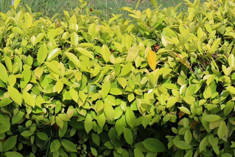 Green Leaves, Beautiful Natural Color Background Stock Photo - Image of ...