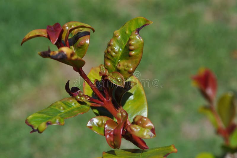 Syzygium Australe Plant with Psyllid Egg Infestation Stock Photo ...