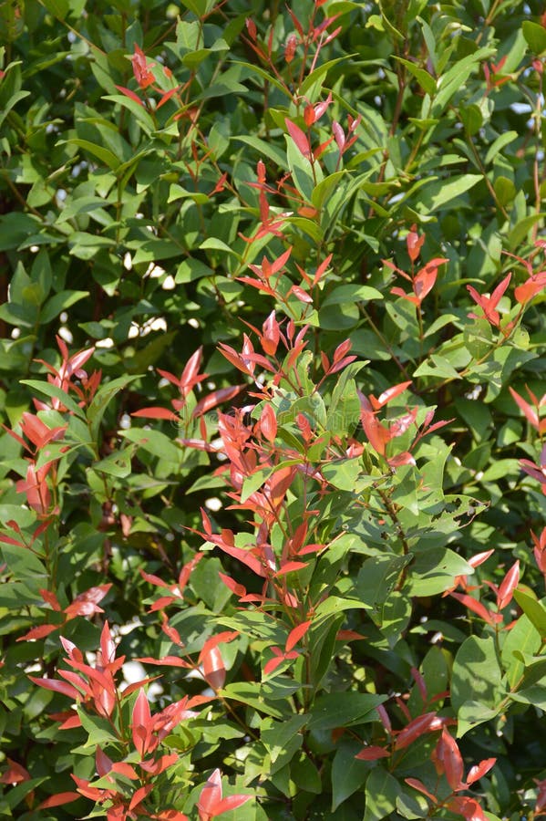 Syzygium australe tree stock photo. Image of beauty, tree - 76975030